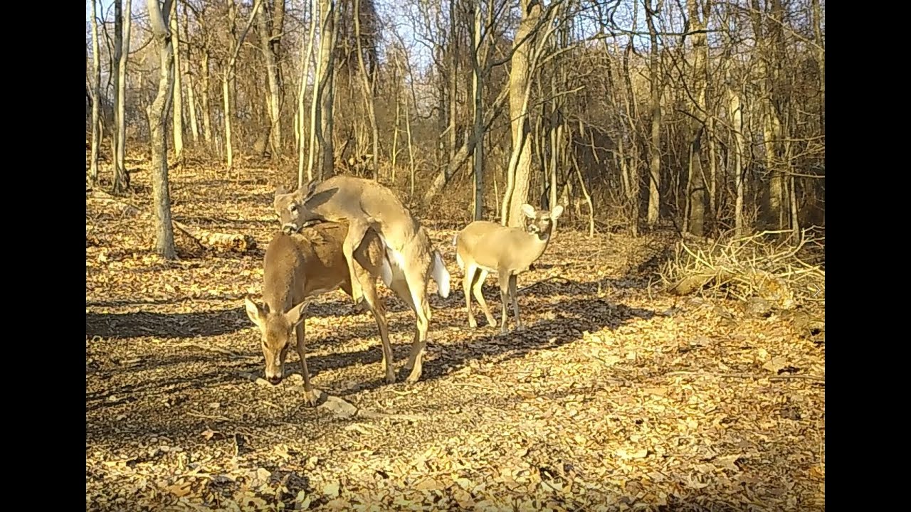 Pennsylvania Trail Camera Highlights - March 2023 - YouTube