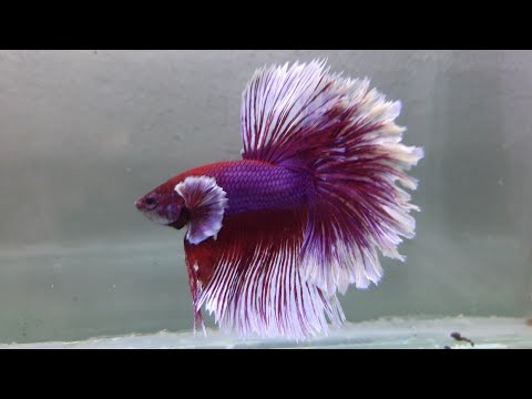 Ikan Cupang Halfmoon Lavender Big Ear