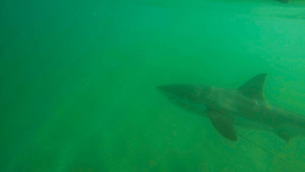 Great White Shark Approaches Kayaker - YouTube
