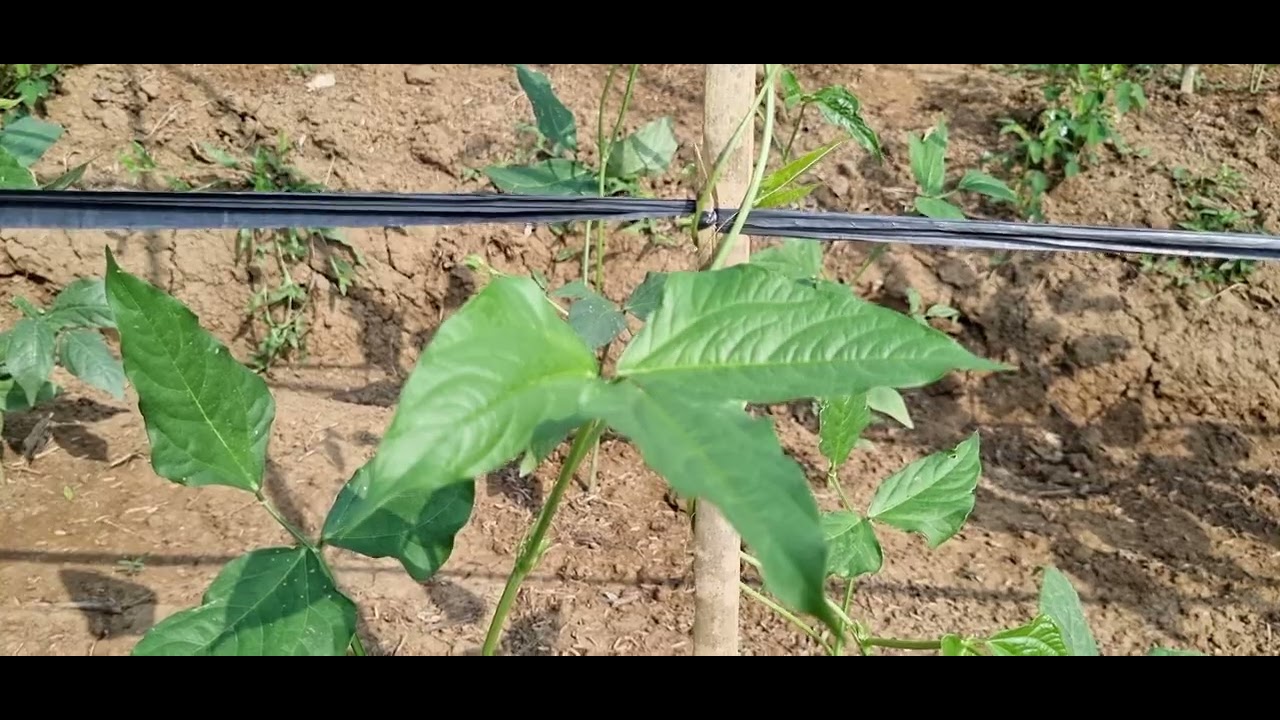 Jarak tanam dan pemasangan ajir pada tanaman kacang panjang - YouTube