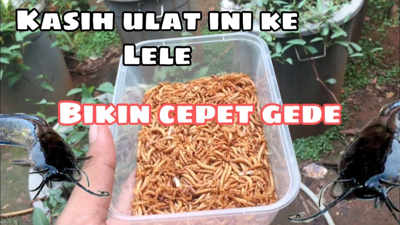 Ulat ini bikin ikan lele cepat besar - YouTube