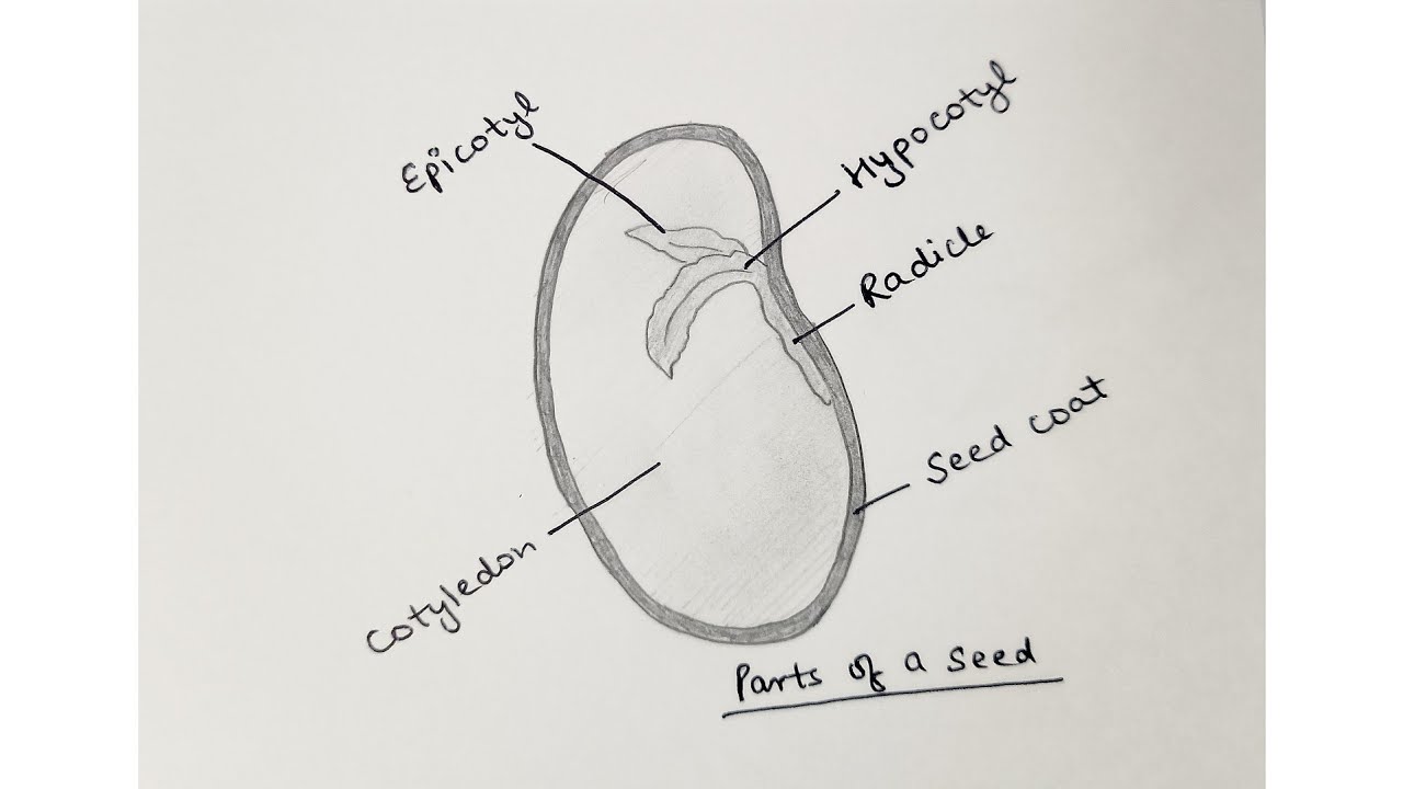 How to draw Part of a seed/ step by step drawing for beginners - YouTube