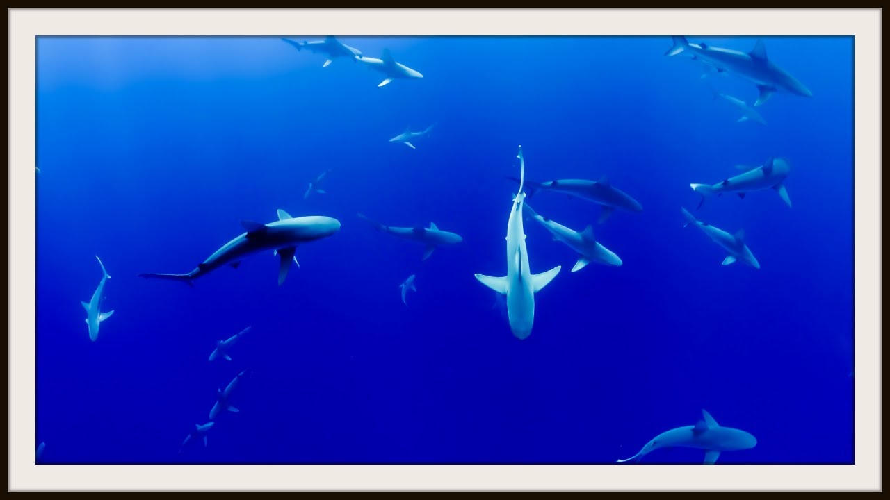 Deep Blue Sea Sharks TV Art | Frame TV Art | TV Art Home Decor - YouTube