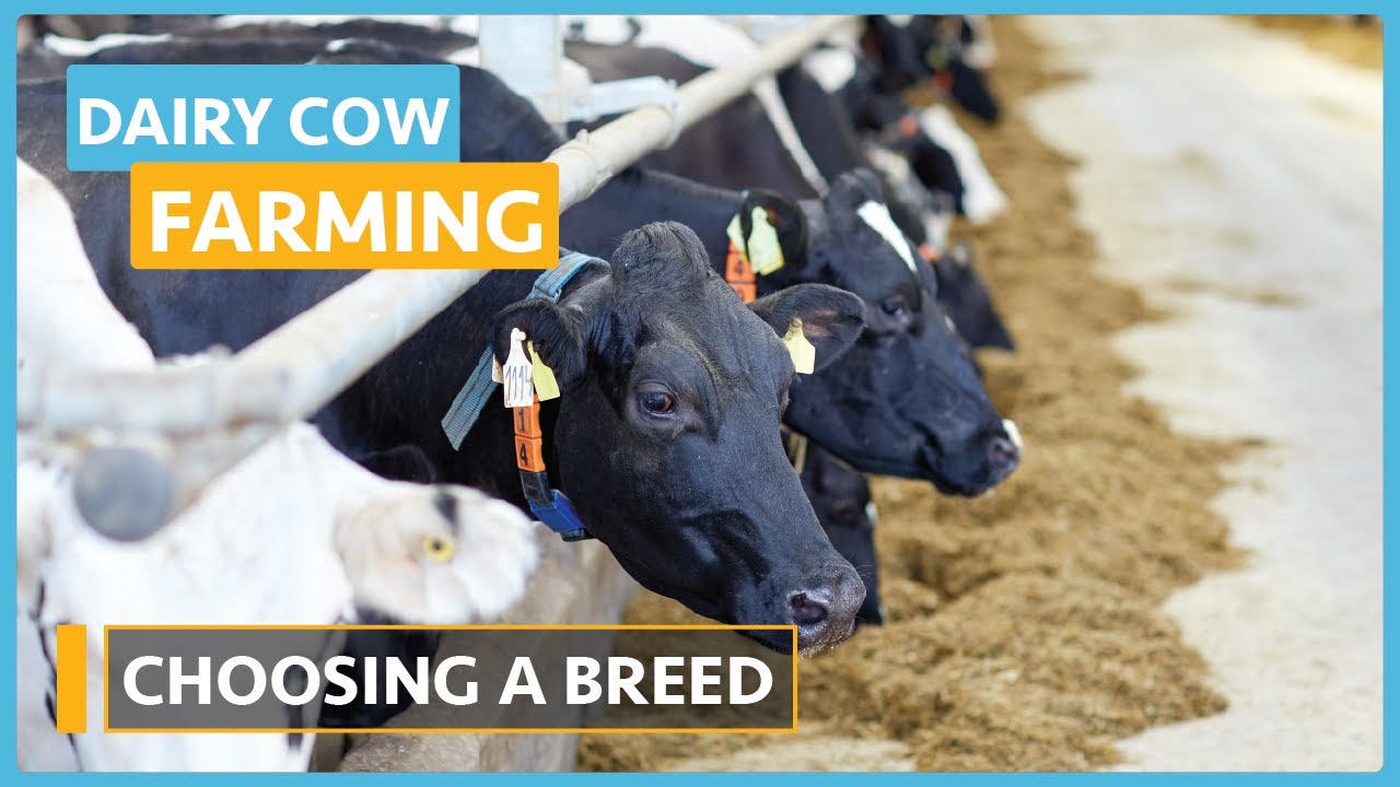 Dairy Cow Farming (Lesson 3) - Objectives & Choosing A Breed - YouTube