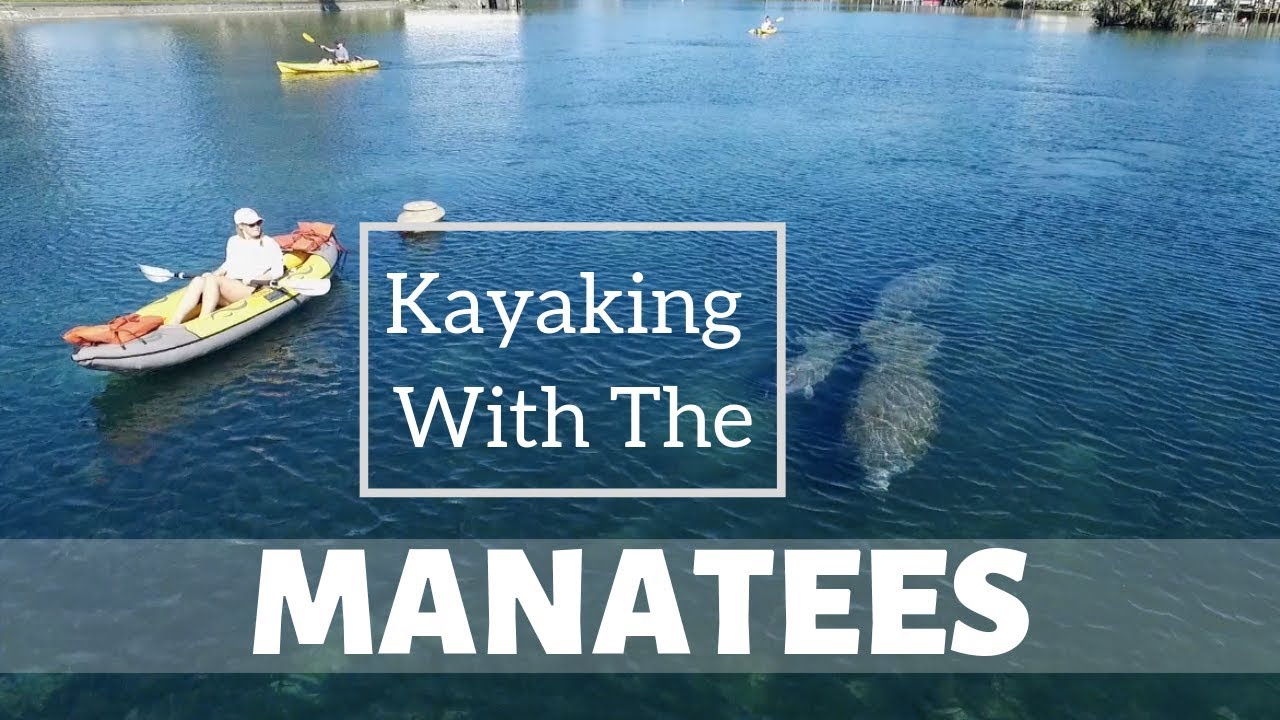 KAYAKING WITH MANATEES at Hunter Springs | Crystal River, Florida - YouTube