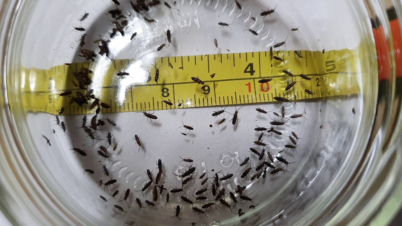Tomocerus minor / vulgaris - YouTube