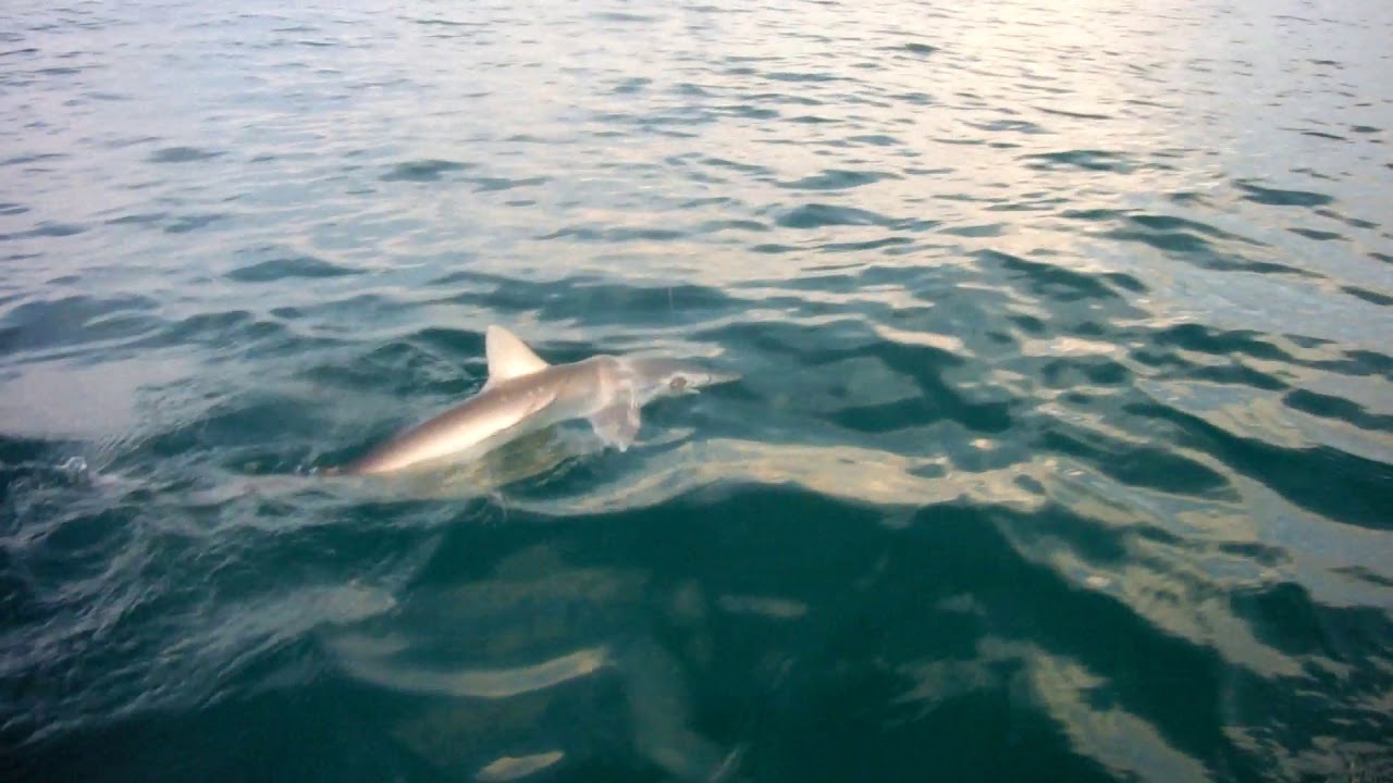 Kayak shark fishing Indialantic, FL - YouTube