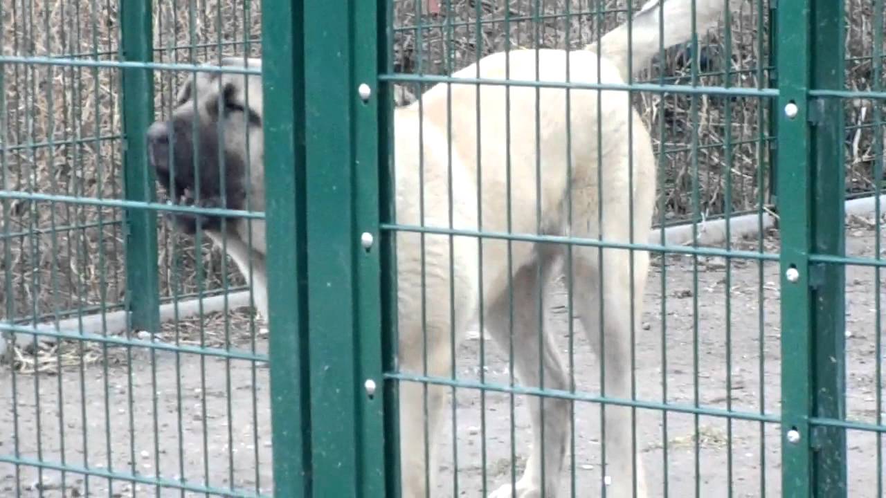 BOZ KENNEL GERMANY - YouTube