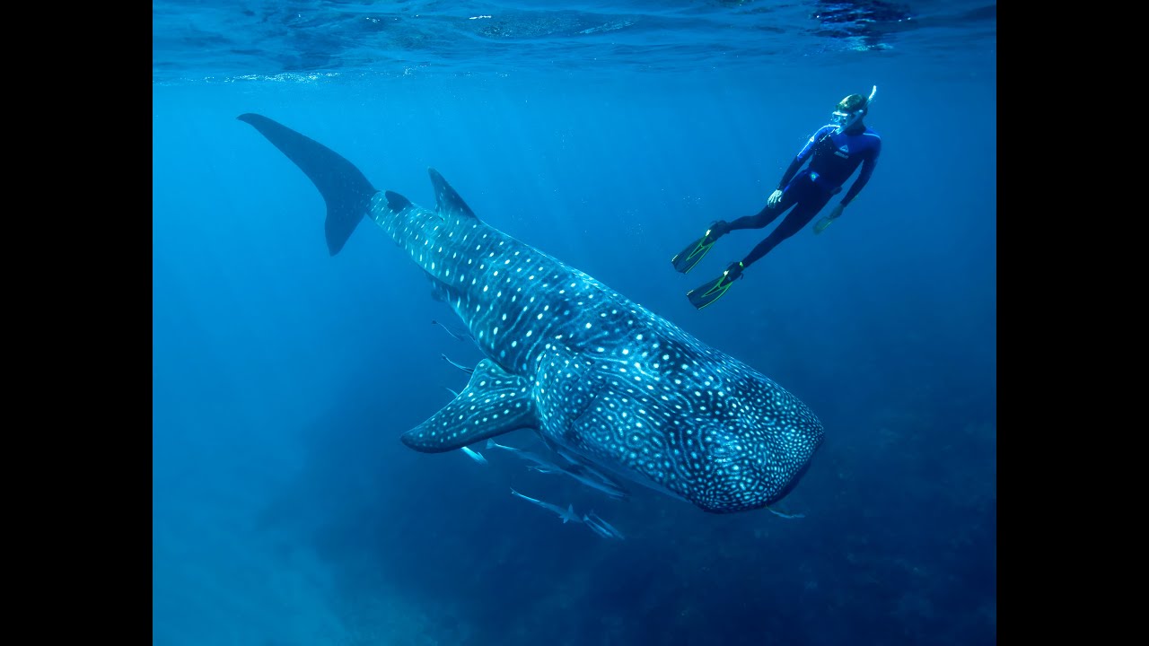 WatchMojo - Top Ten Shark Hybrids - YouTube