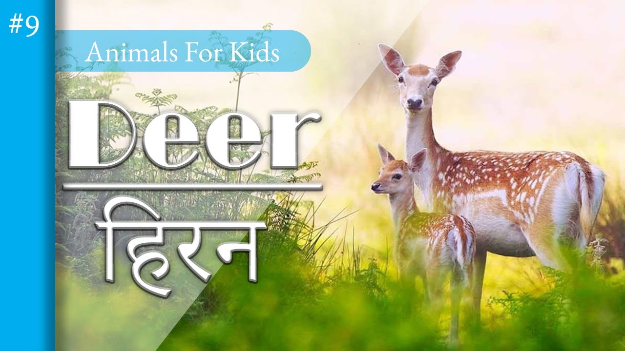 Deer for Kids: Learn All About Deer . Animal Series EP-9 #Deer #forkids ...