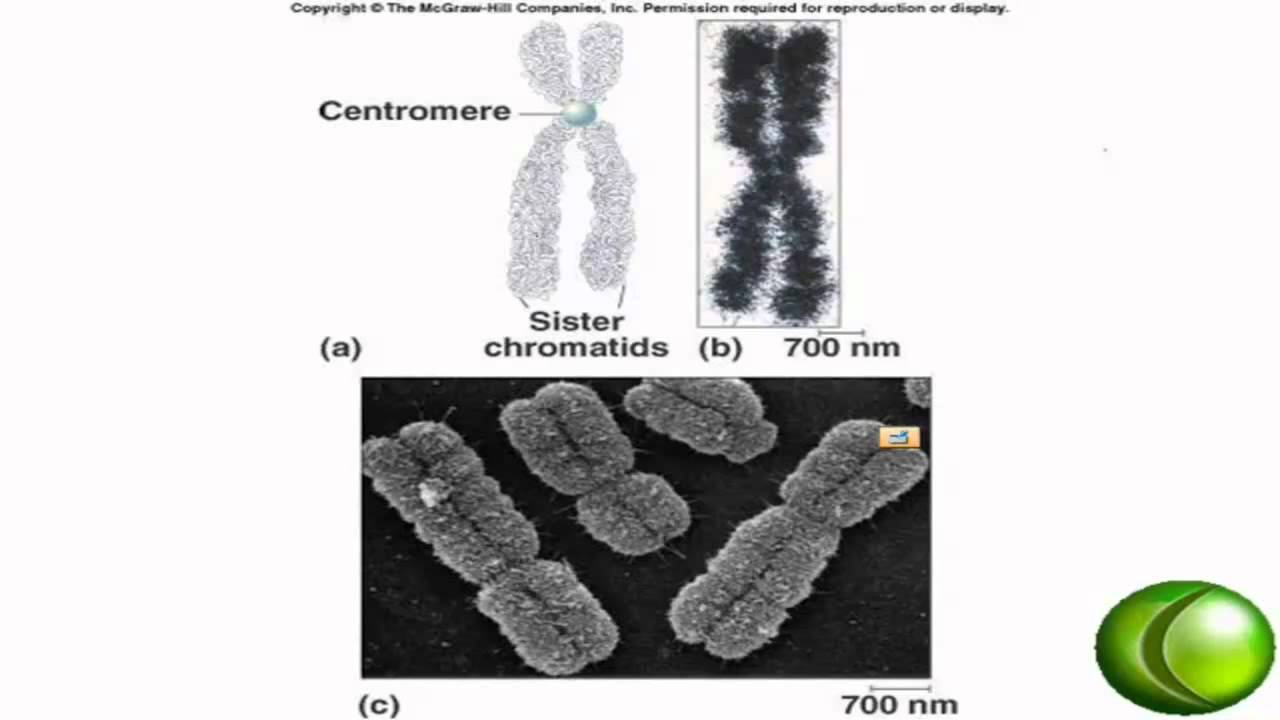DNA Replication and Mitosis - YouTube