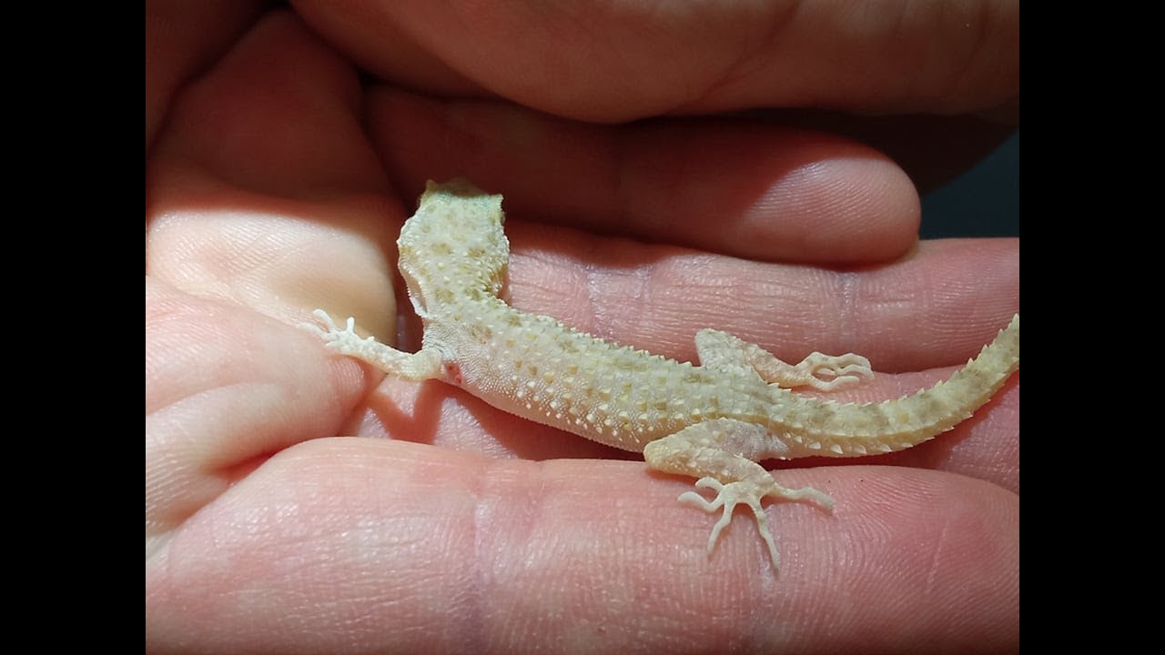 Cute baby parasite dancing! on a gecko, under microscope 40x magnified ...