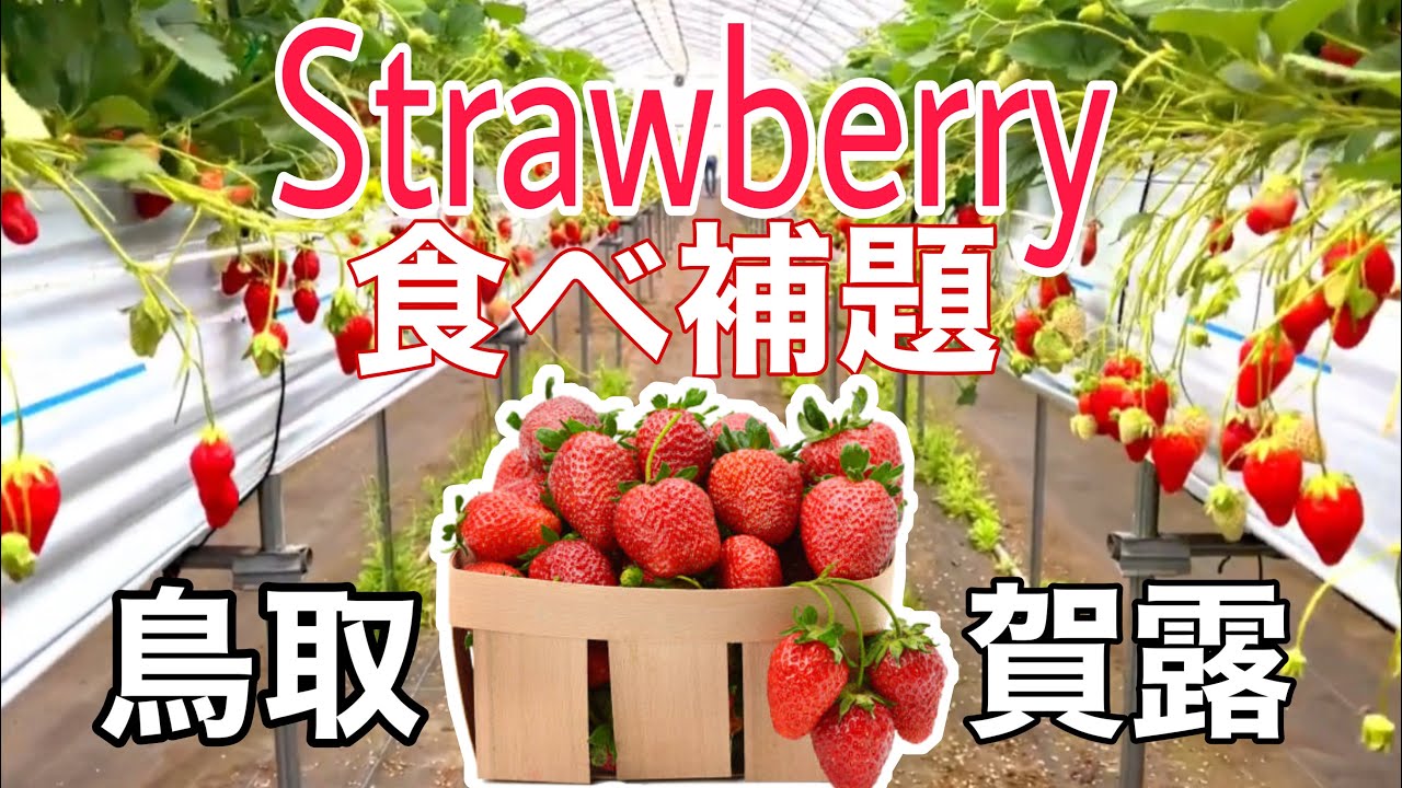 Strawberry Picking in Tottori /STRAWBERRY FARM/鳥取/Travel Vlog - YouTube