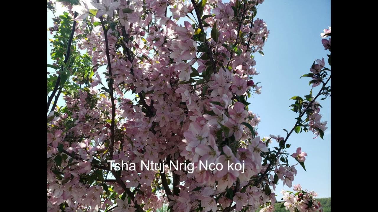 Tsha Ntuj Nrig Nco Koj | hmong beat | KYV Hmong Beat - YouTube