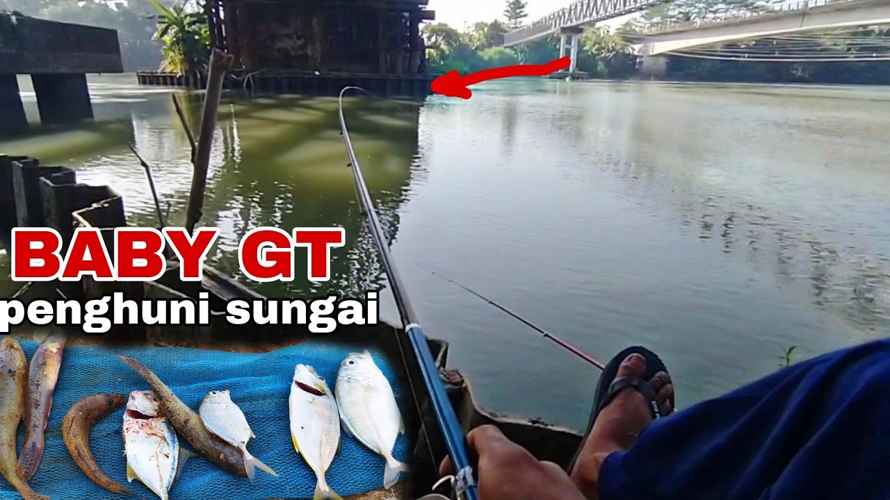 Mancing BABY GT lagi di sungai jauh dari laut - dia sampai penasaran ...