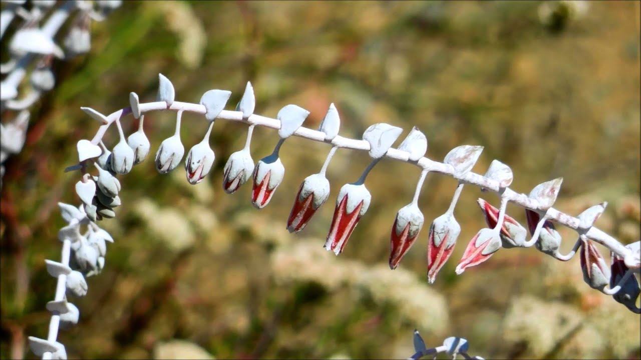 Chalk Liveforever, Dudleya pulverulenta, San Diego, California - YouTube