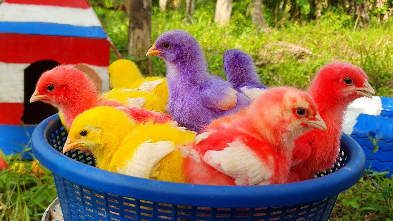 Catching chickens,cute chickens,beautiful chicken,colorful chickens ...