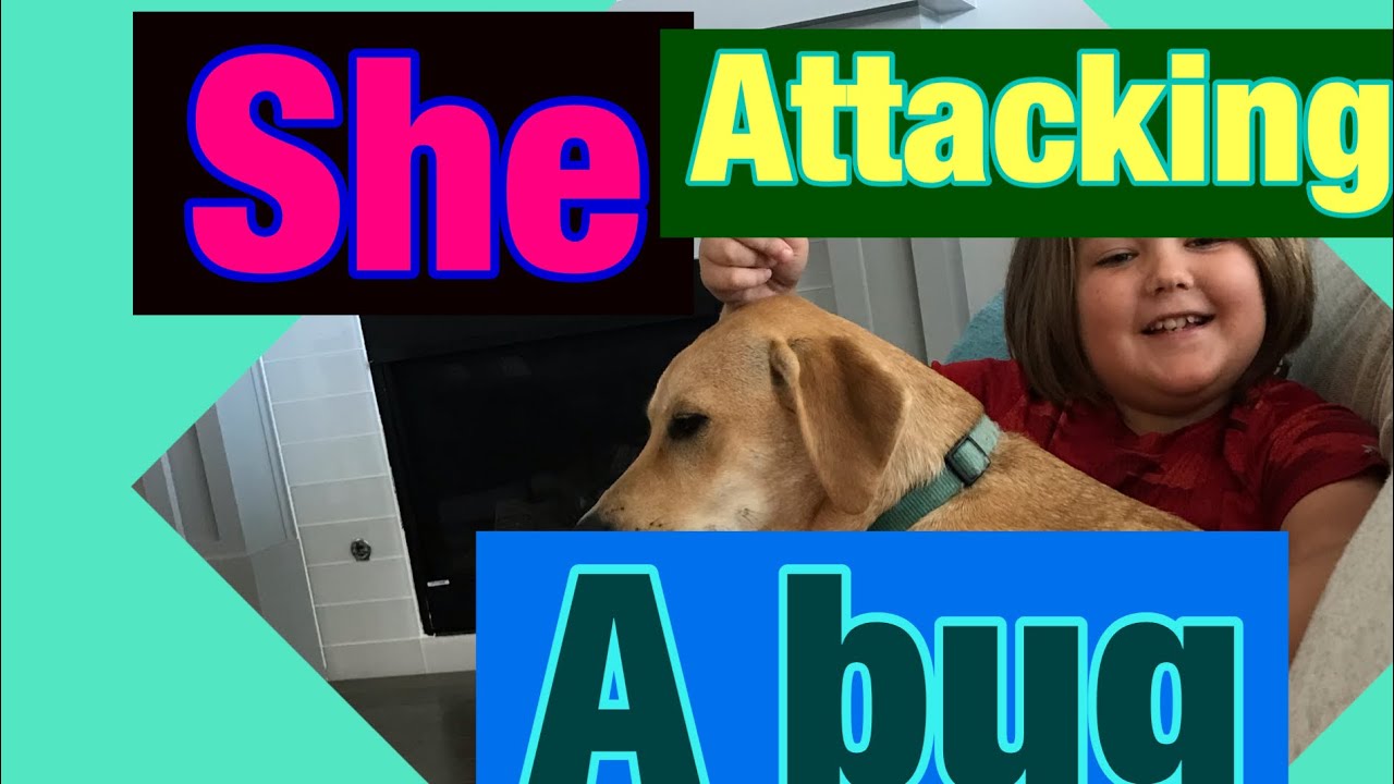 She is attacking a bug - YouTube