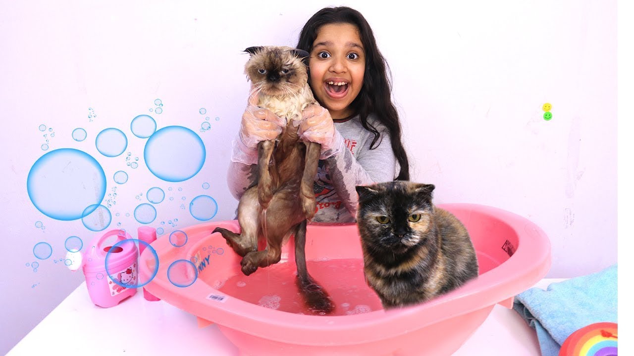 شفا تسبح قططها !! 샤파 고양이 목욕 shafa first bath two cats - YouTube