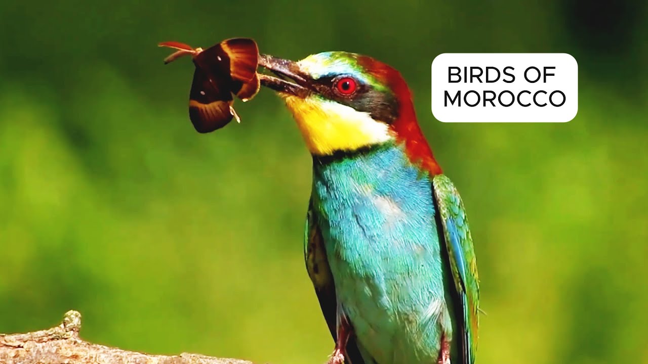 Birds Of Morocco | TOP 15 Beautiful and Rare Birds Of Morocco Ep.161025 ...
