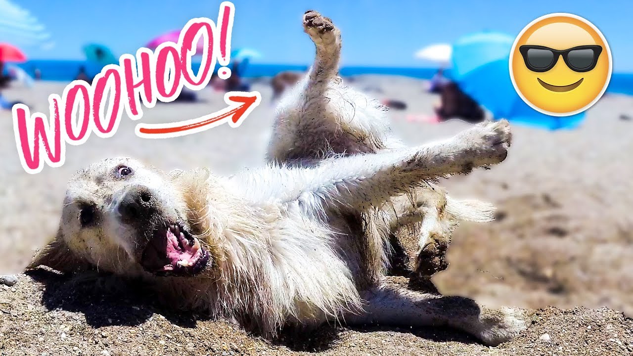 Funny Dog Bailey Beach Day - YouTube