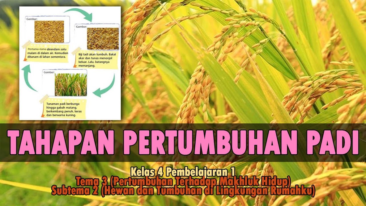 Tahapan Pertumbuhan Padi | Kelas 4 Tema 3 Subtema 1 Pembelajaran 1 ...