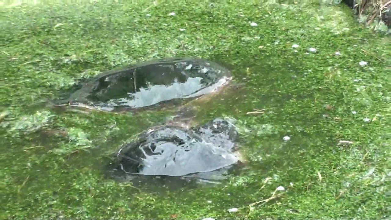 Snapping turtles fighting - YouTube
