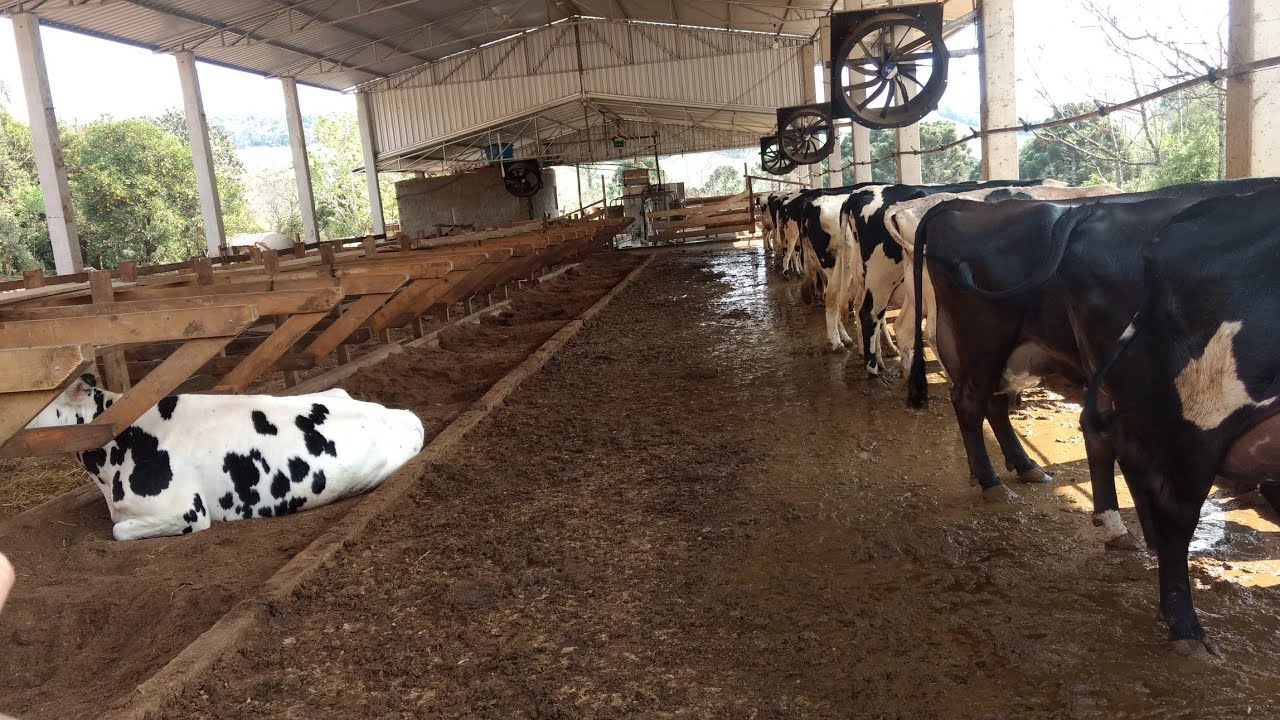 Free stall, coisas q você precisa saber antes de construir um free ...