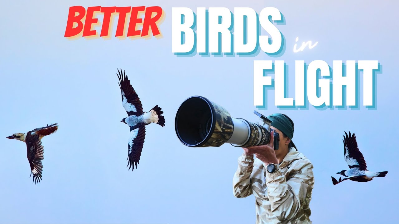 4 Things to Think About to Elevate Your Birds in Flight | Bird ...