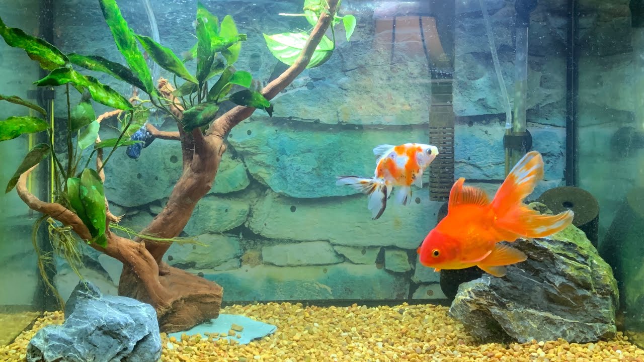 Making a Tree for the Goldfish Tank - YouTube
