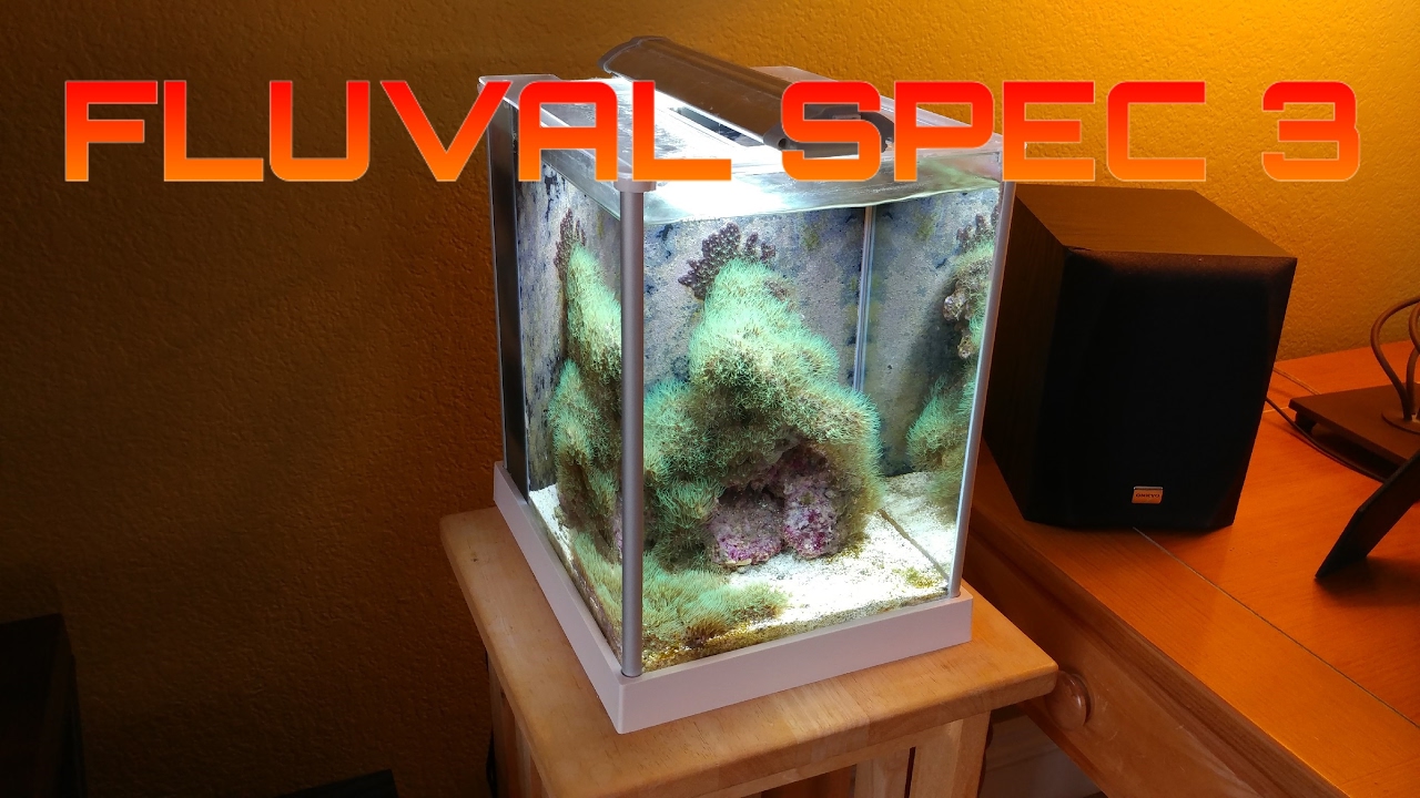 How to setup a Fluval SPEC 3 Reef tank UPDATE - YouTube