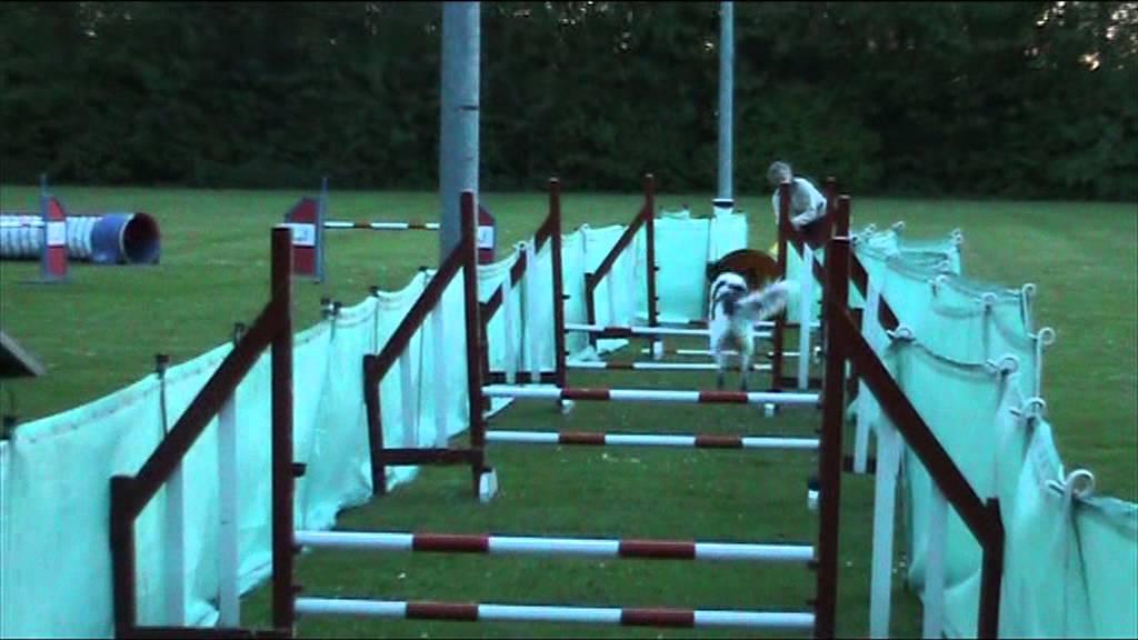 Stabyhoun agility training: jumps - YouTube