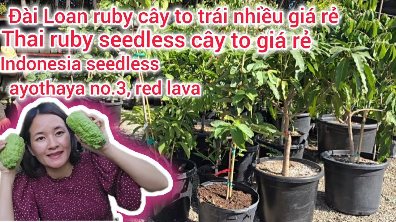 EKT về ổi Thai ruby seedless, Taiwan ruby seedless, RK5 Guava, ayothaya ...
