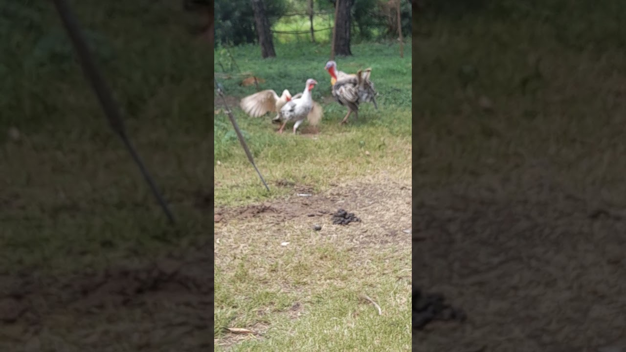 Muscovy duck vs turkey fight, muscovy male duck wins - YouTube