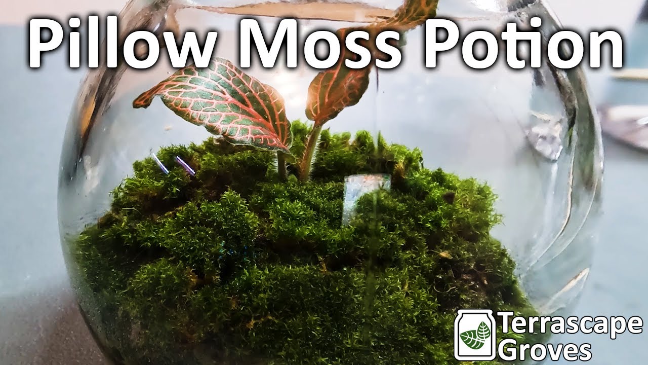 Pillow Moss Potion - YouTube