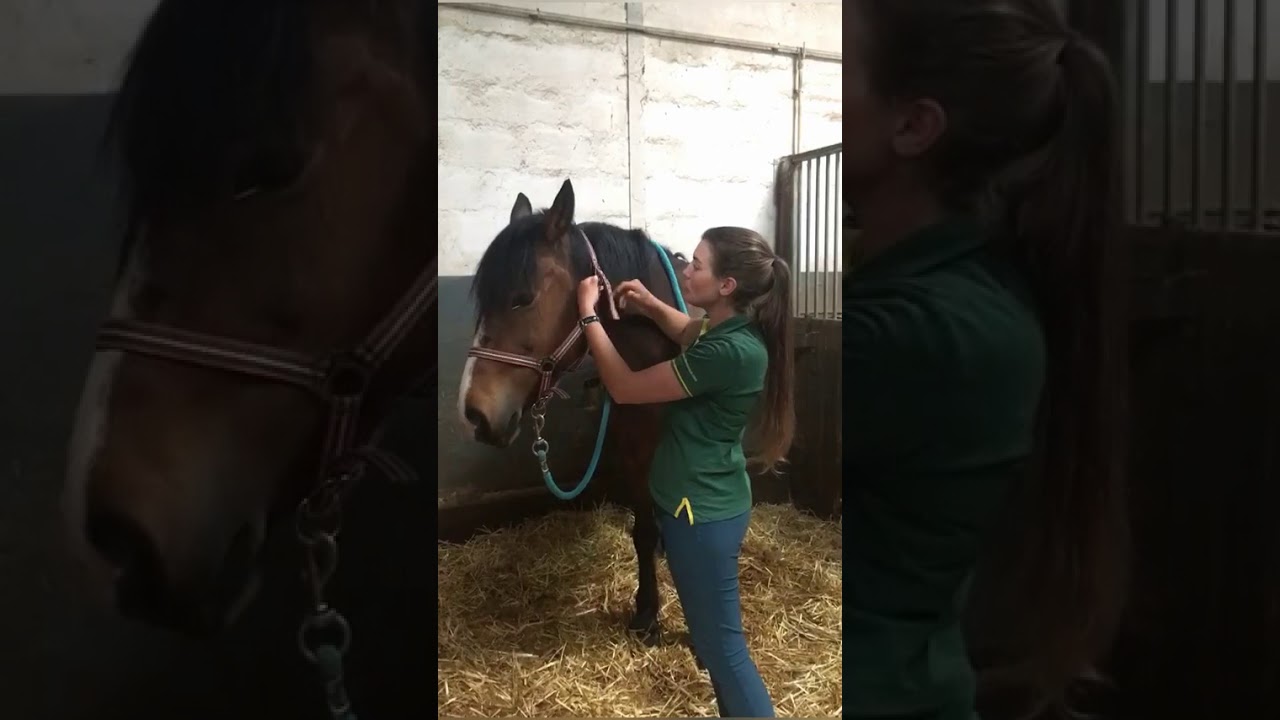Galop 1: Les parties du licol, aborder un cheval au box, mettre le ...