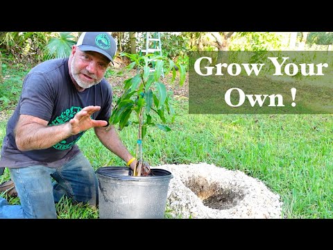 How to Create a Fruit Garden in Your Backyard - YouTube