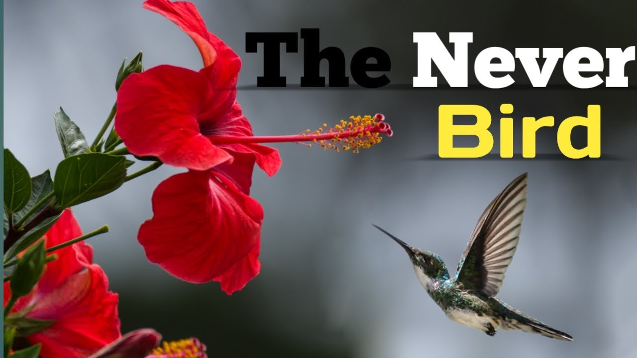 The Never Bird || English motivational story || - YouTube