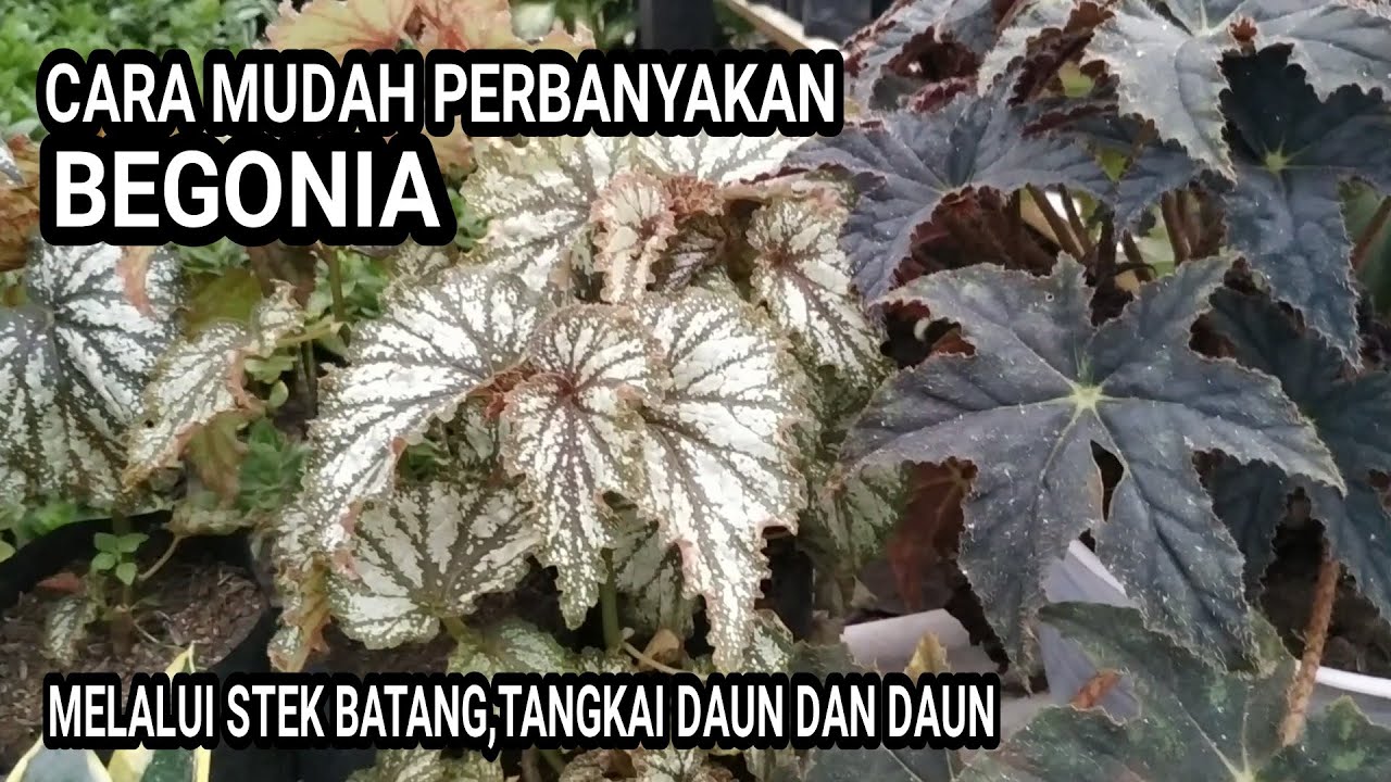 CARA MUDAH PERBANYAKAN BEGONIA - MELALUI STEK PUCUK BATANG, TANGKAI ...