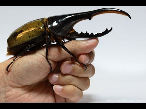 Los 20 insectos mas raros del planeta - YouTube
