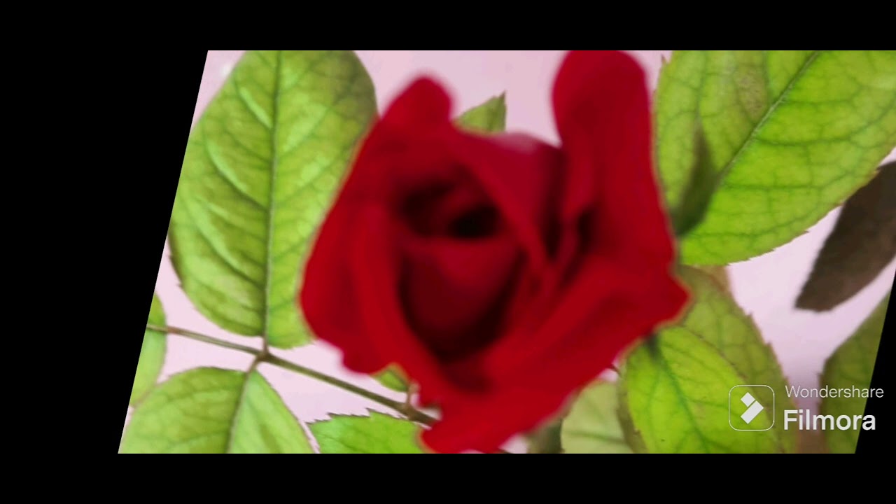 stages in flower//from bud to flower// day by day how to grow it. pls ...