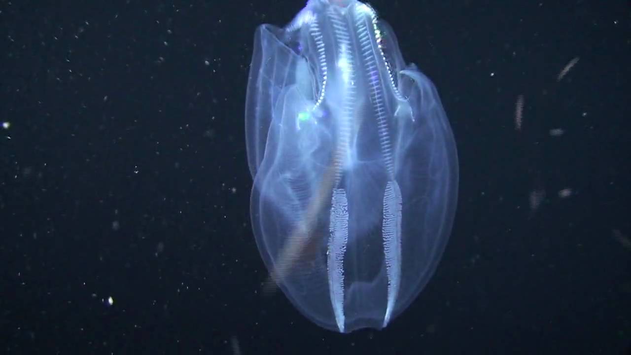 Pelagic Magic 6-28-10 - YouTube