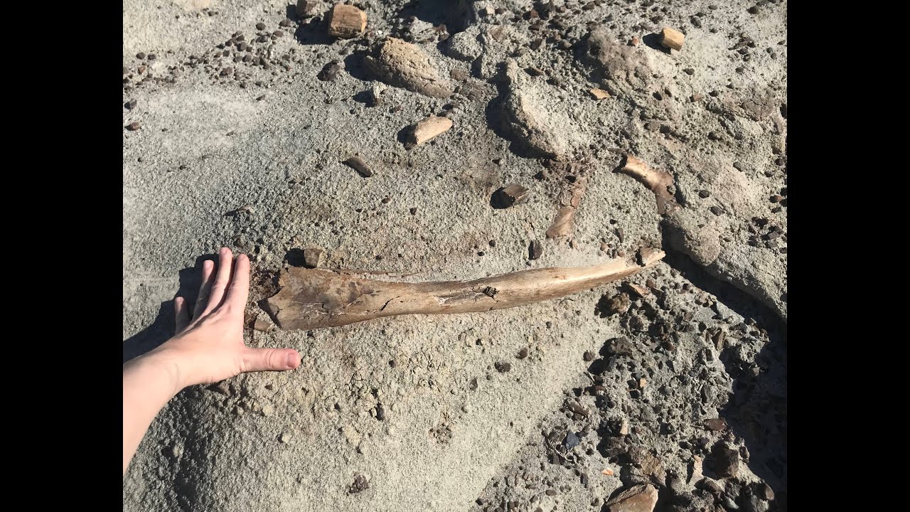 Just a ‘little’ BONE! Centrosaurus Bonebed Hike at Dinosaur Provincial ...