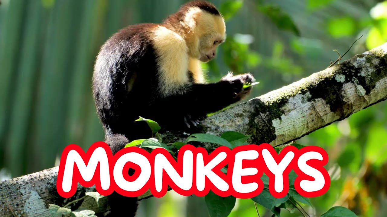 Monkey Song for Kids: Learn Fun Facts about monkeys(10 interesting ...