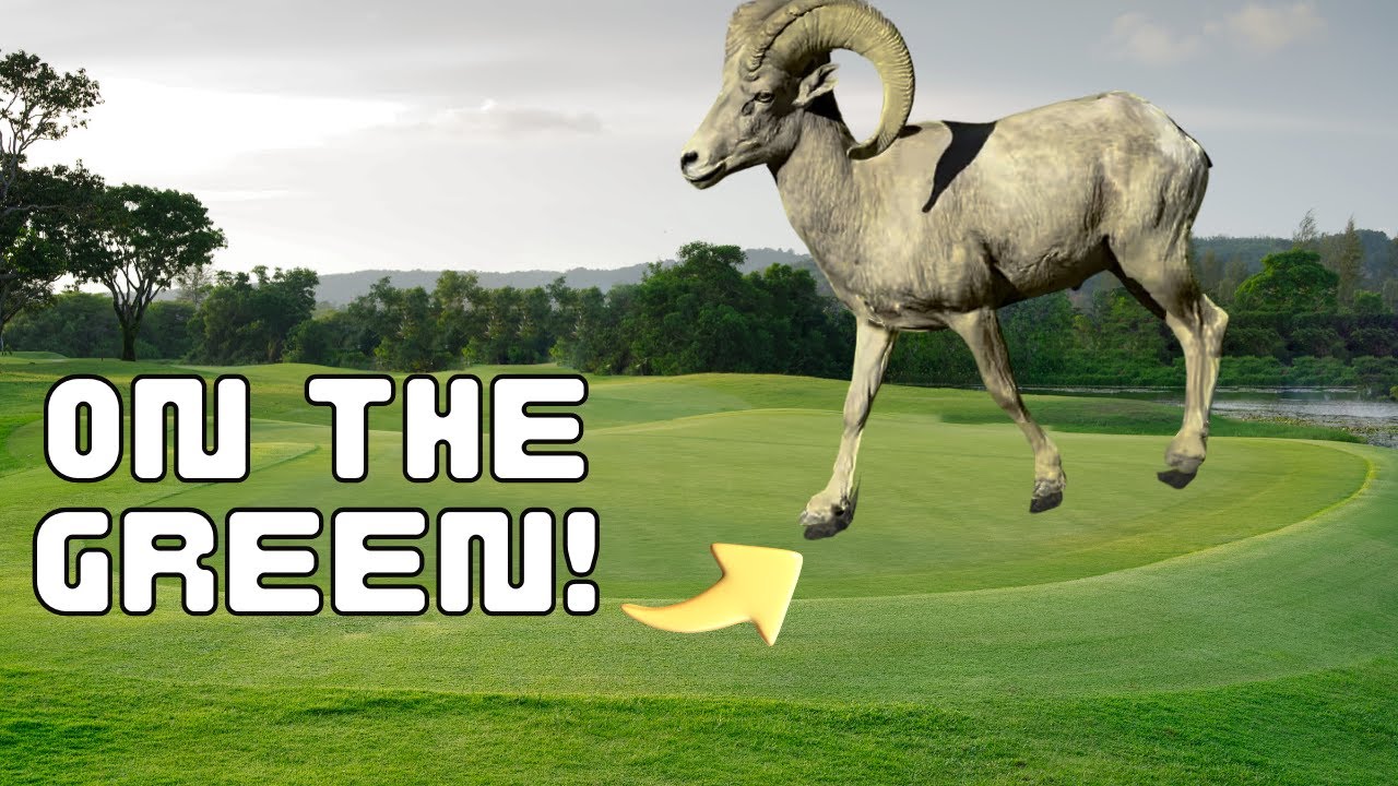 Wild Animals on the Golf Course - YouTube
