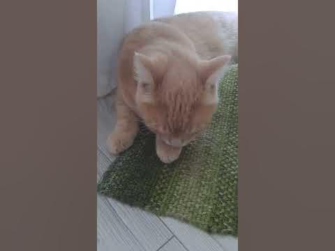 кожанка - YouTube