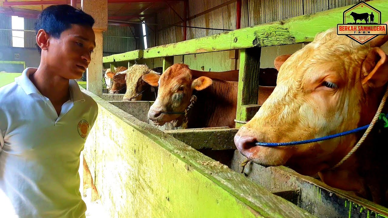 Beli Timbangan Sapi Digital Untuk 30 Ekor Sapi Di Kandang - YouTube