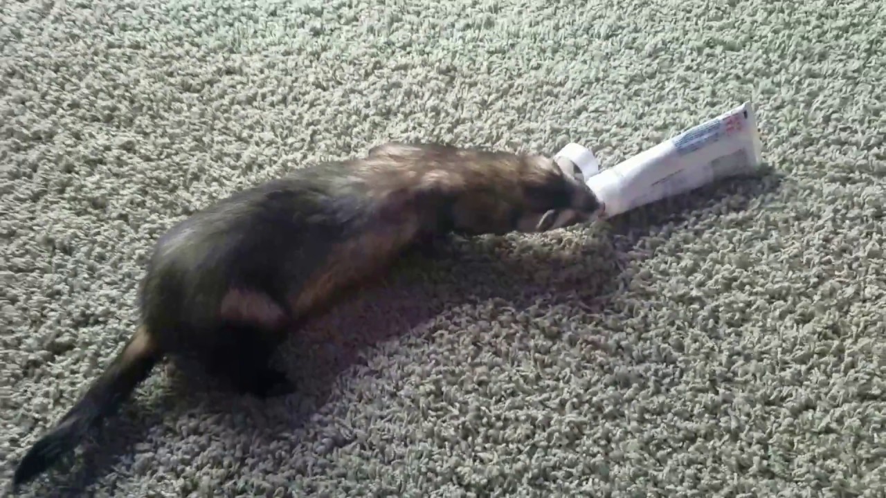 Ferret nail hack - YouTube