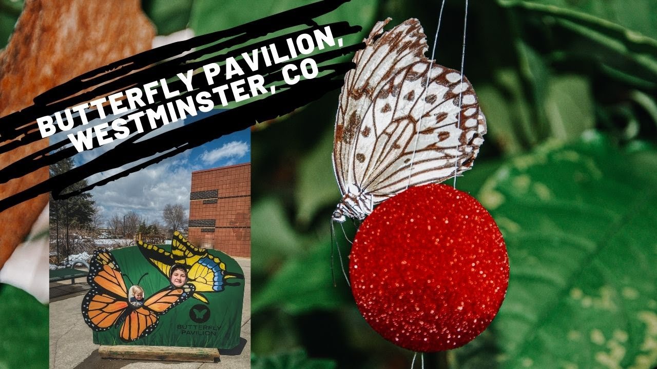 Day Trip to The Butterfly Pavilion in Denver, Colorado - YouTube