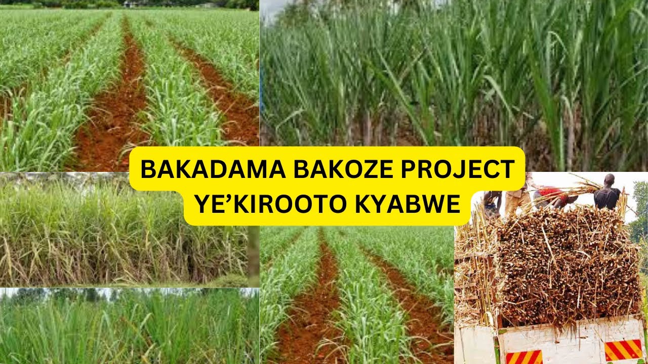 BANA 247 BAKOZE PROJECT YE KIROOTO KYABWE ( 247 KIKAJJO PROJECT ...